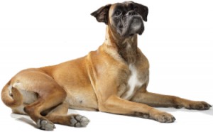 Working Group Dogs | Dog Training Star